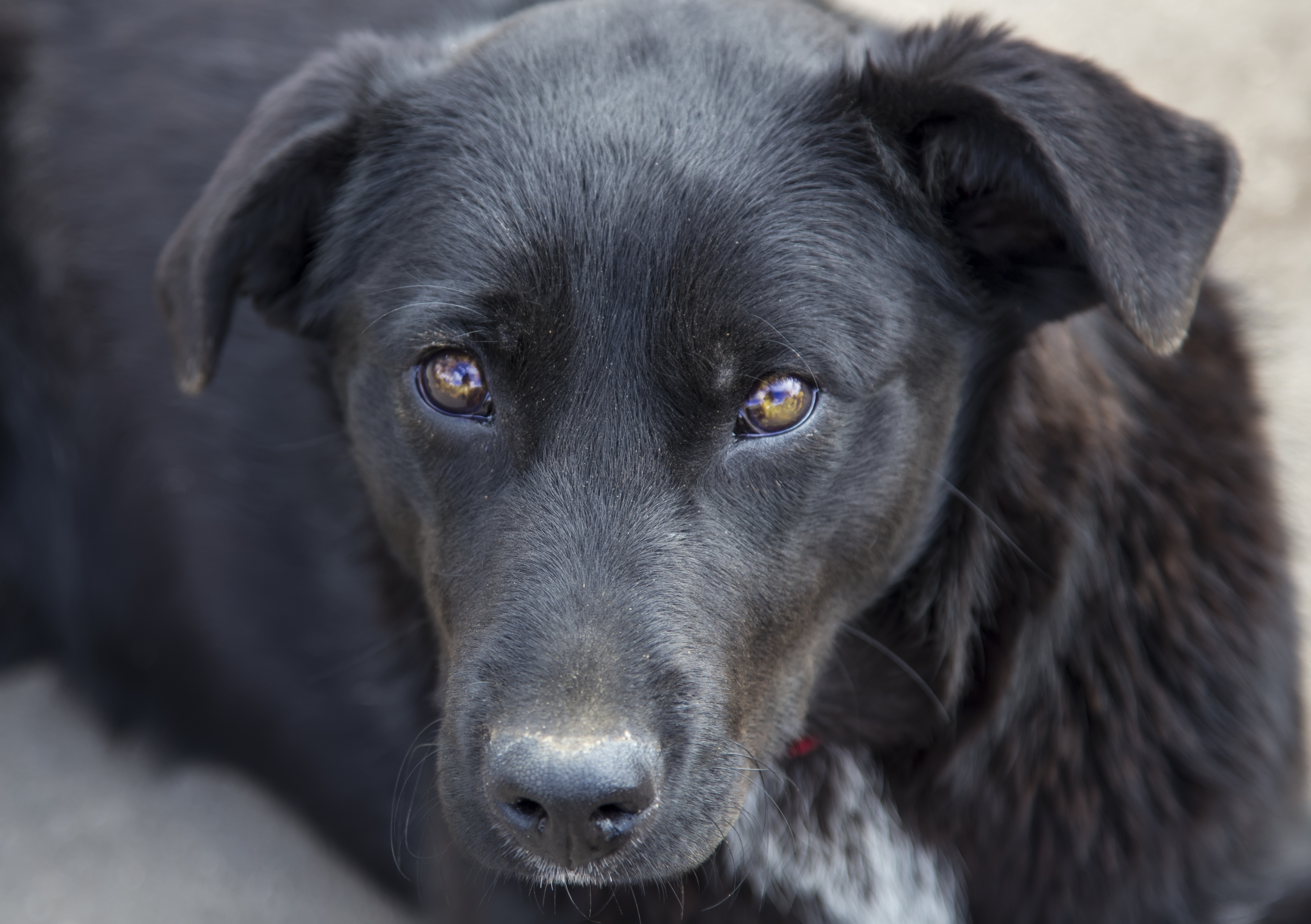 Teaching "Old Dogs" New Tricks Can Be Good For Them | American Council ...