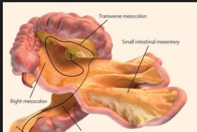 Meet Your New Organ: The Mesentery | American Council on Science and Health