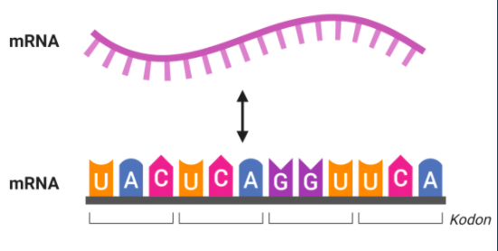 mRNA Vaccines Work in Clinical Trials, And in the Real World | American ...