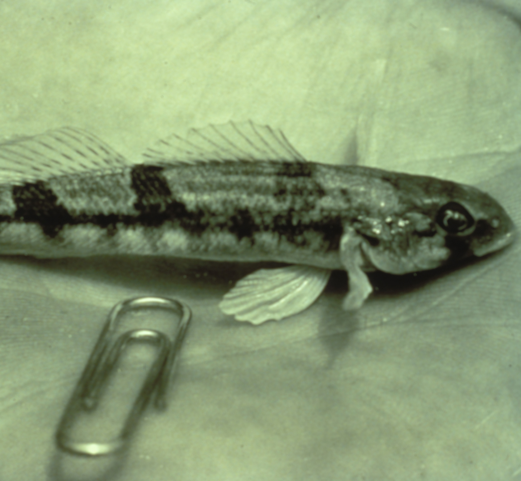 The Snail Darter And The Endangered Species Act | American Council on ...