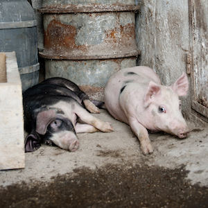 What Is African Swine Fever? A Fatal Hemorrhagic Fever of Pigs ...