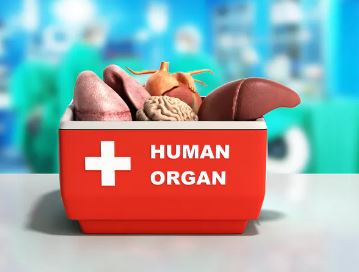 Legal Liver Transplant Focuses Attention On The Human Organ Trade ...