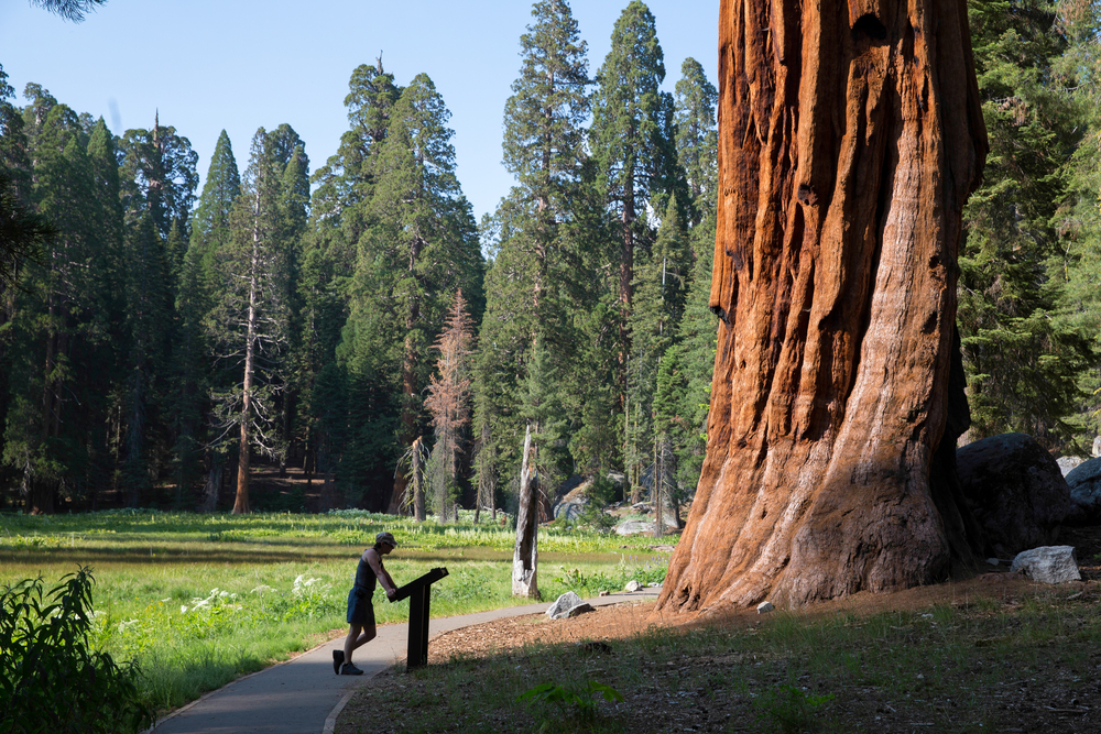 Sequoia, Earth's Most Indestructible Tree, Shows Signs of Drought ...