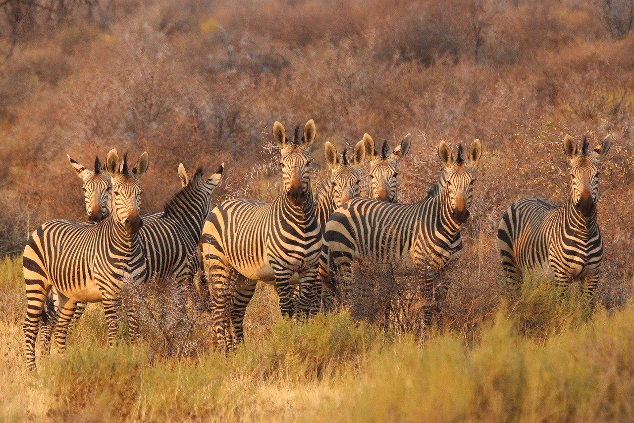 The Hoofbeats of Zebras | American Council on Science and Health