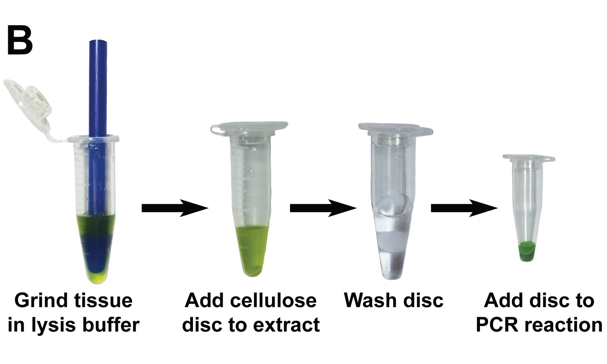 Dna/Rna Isolation at Rose Braddon blog
