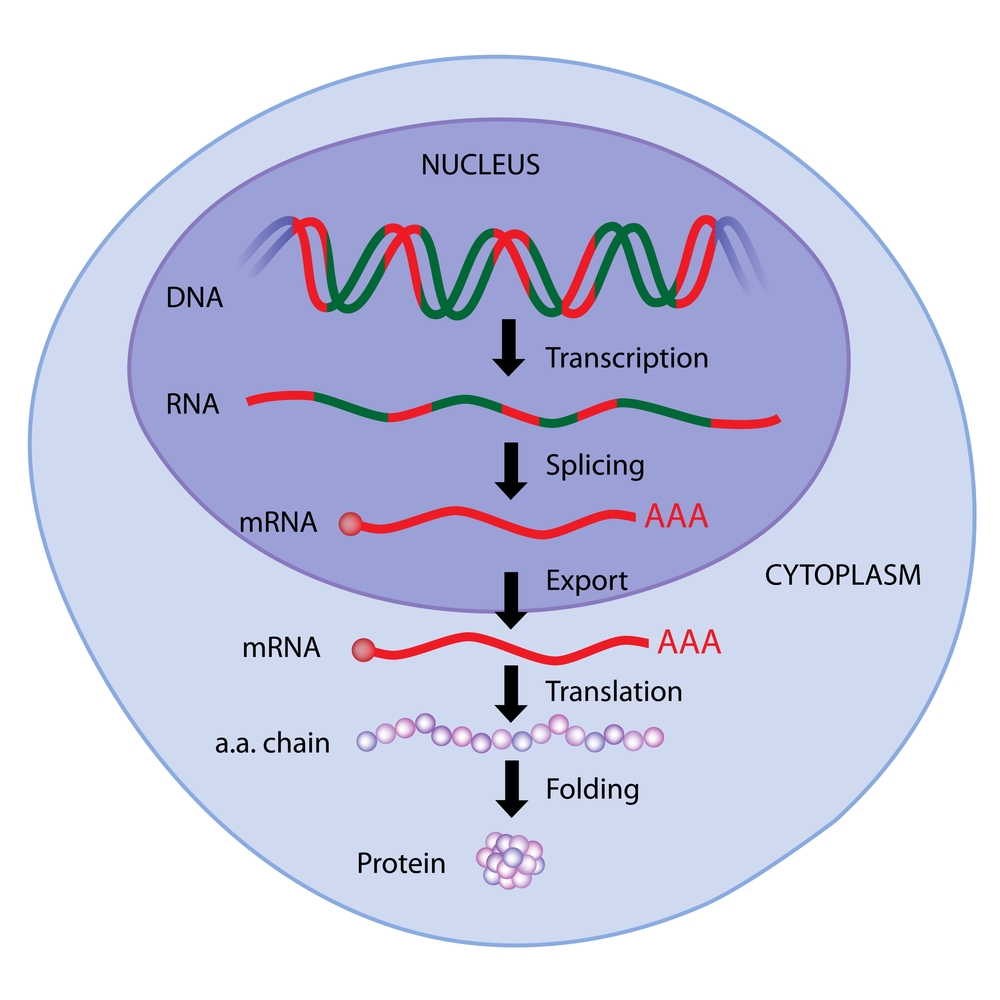 Central Dogma Central Dogma