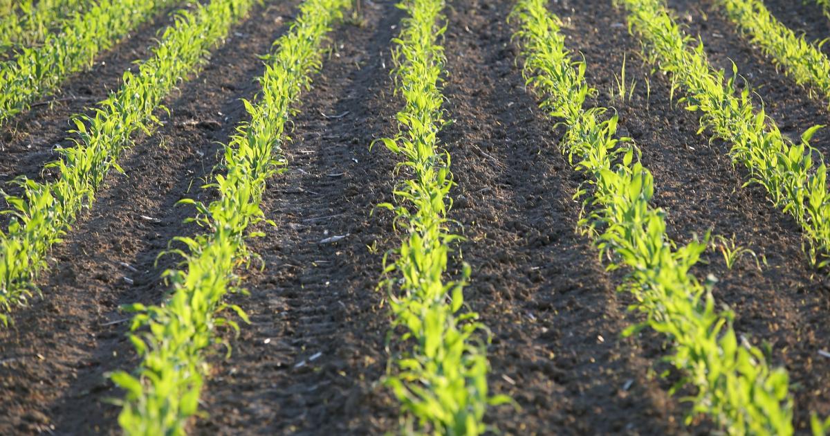 Farmers at War Over Dicamba | American Council on Science and Health
